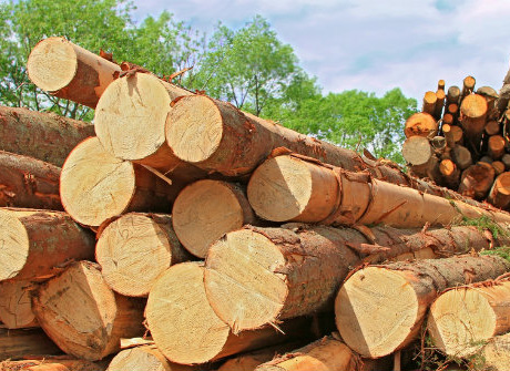 Aluminium of the timbers - Paulownia wood