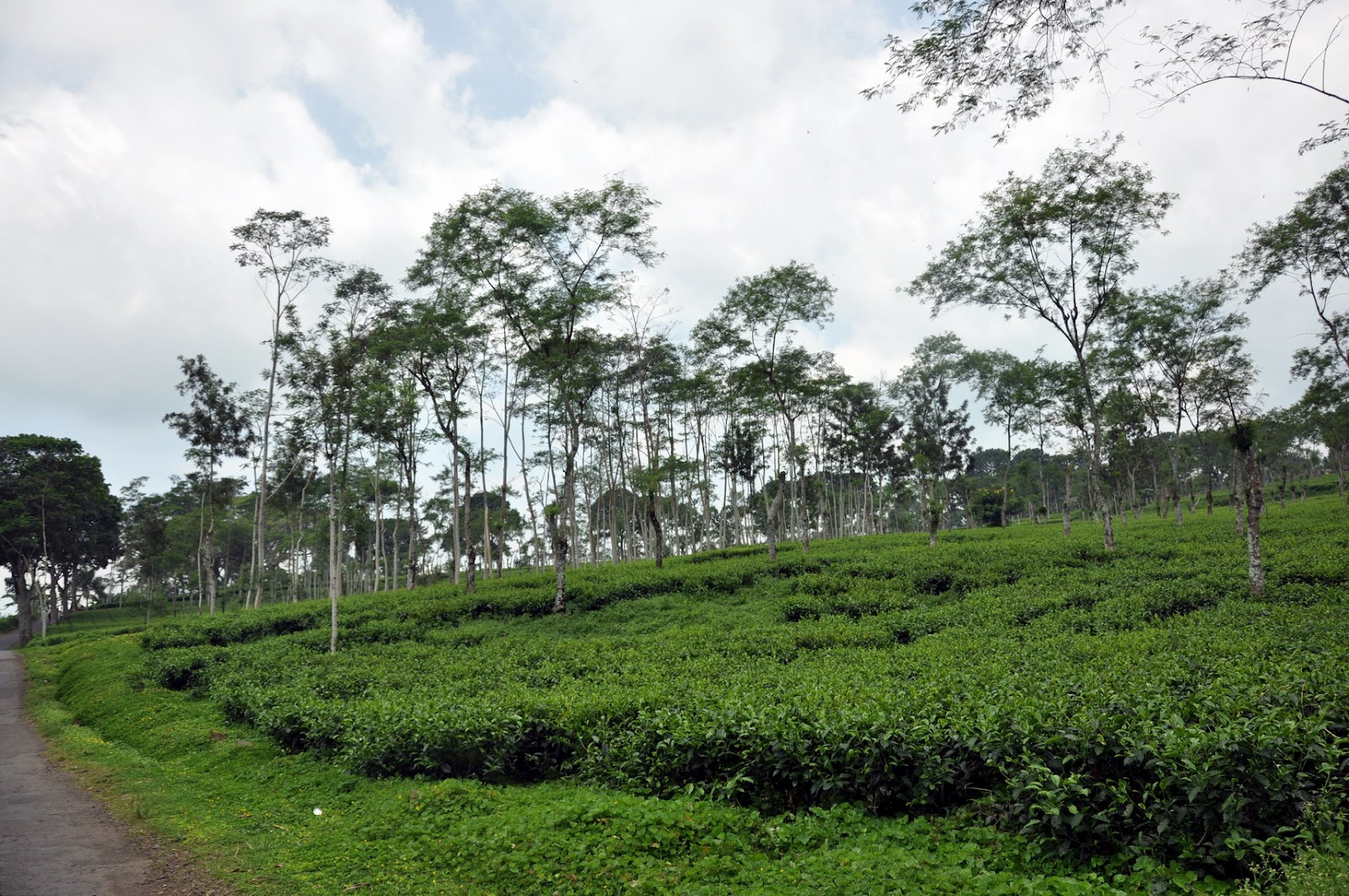 Belajar Jadi Jurnalis: Agrowisata Kebun teh Wonosari Lawang Jawa Timur