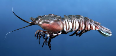 Variety of Life: Sicyonia