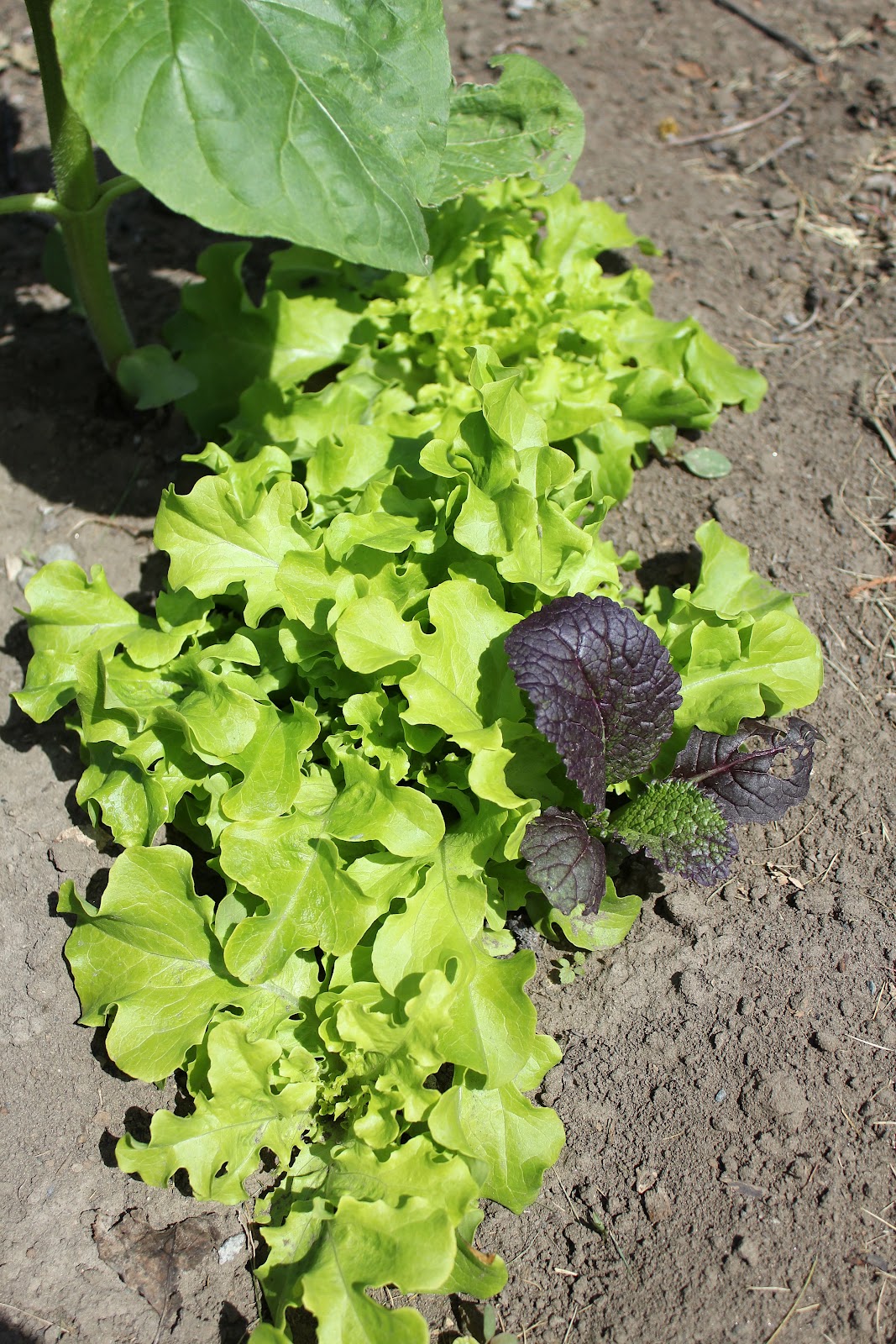 My Mountain Garden Gleanings: Lettuce Go Crazy!