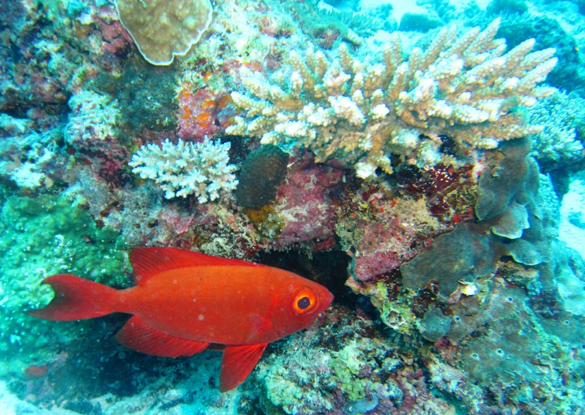 Cybercaptain: Diving Black coral reef