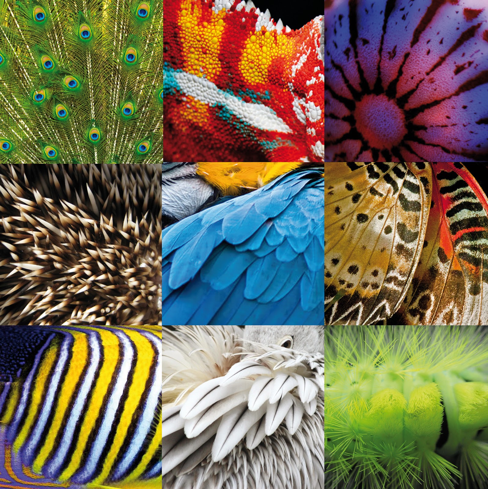 Laboratori Metodo Bruno Munari® e non solo...: TEXTURE