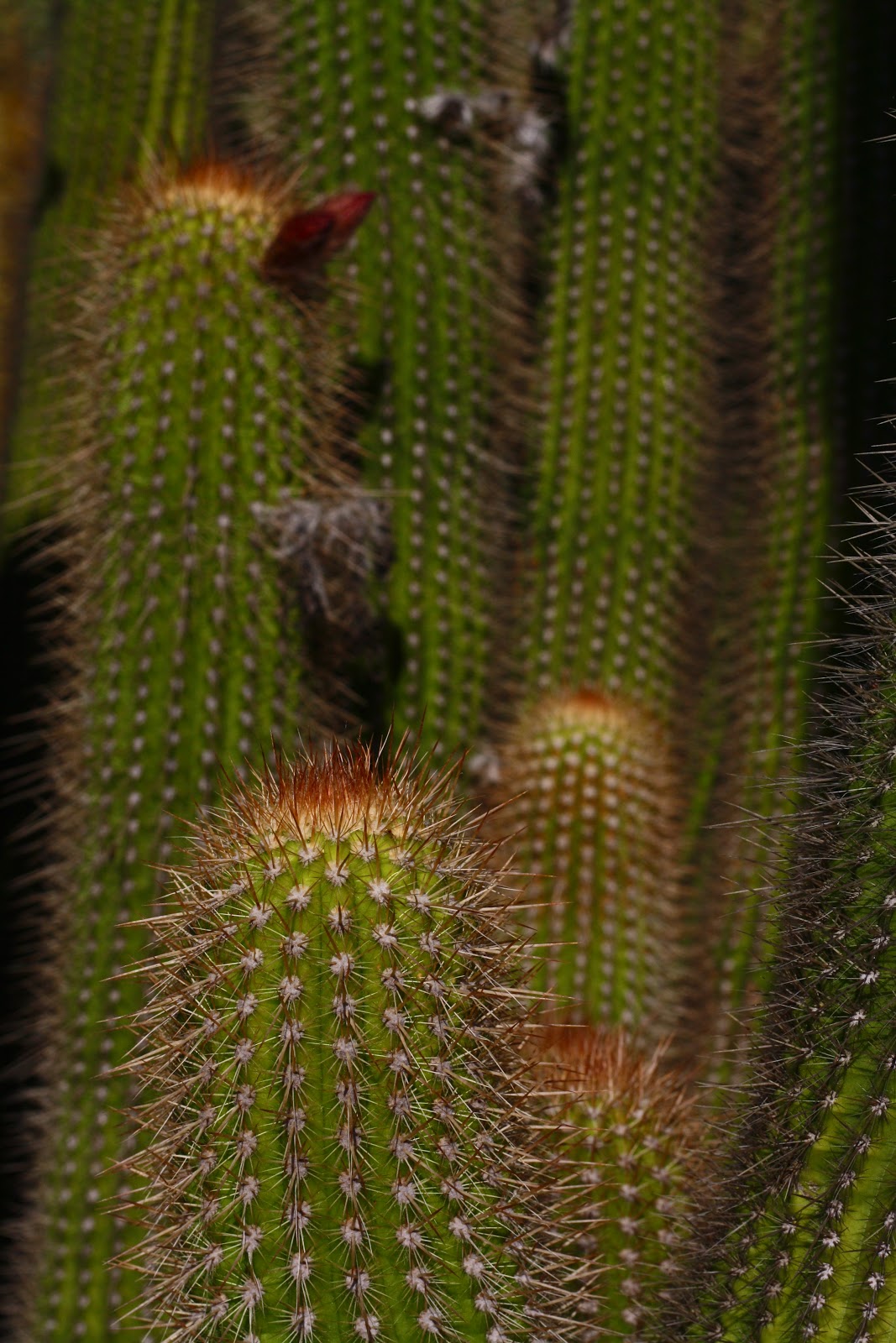 Mikaela Holman: Columnar Cacti