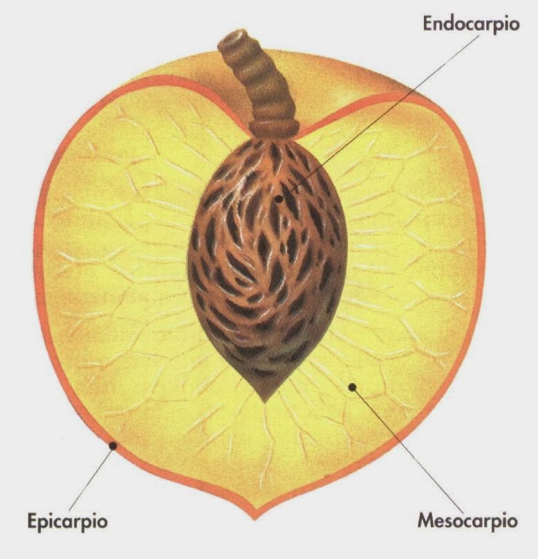 MORFOLIGIA DE LA PLANTA