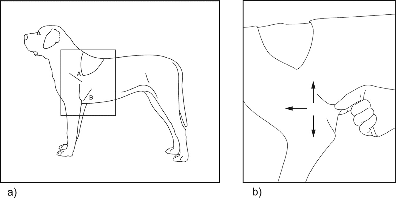 Macam-Macam Vulnus (luka) dan Penangananya - Mydokterhewan