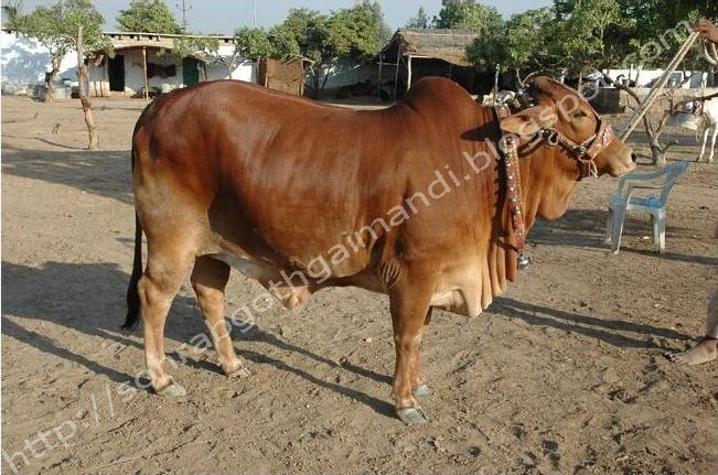 Sohrab Goth Gai Mandi Photos Gallery: Shah Cattle Farm 2007