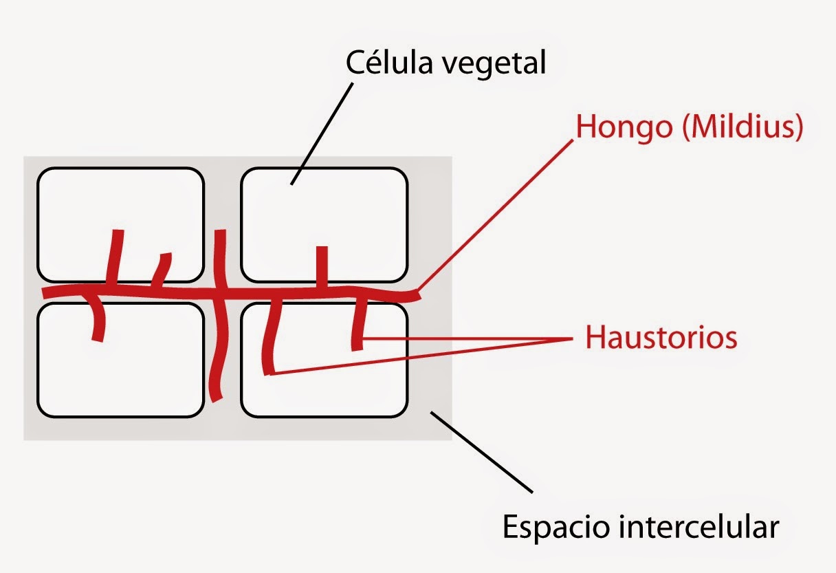 el moderno prometeo: Hongos: División Oomycota.
