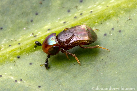 Awe & Some!: Amazing Insect Photography [26 Photos]