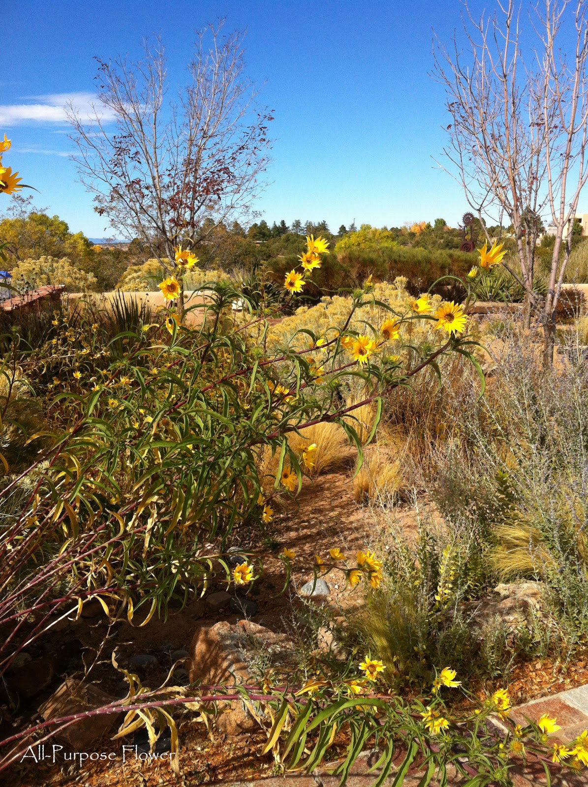 All-Purpose Flower: A Brief Visit to Santa Fe, New Mexico