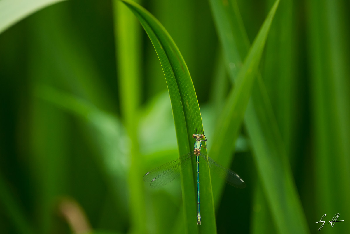 gstoever fotografie: Sigma 400/5.6 APO Macro - Erfahrungsbericht