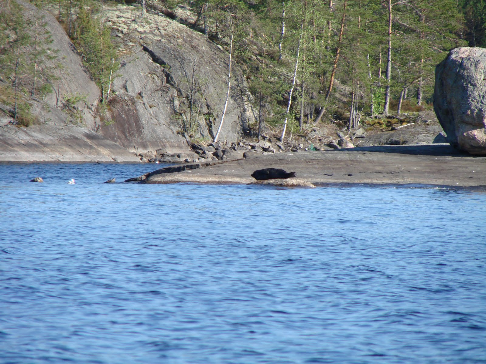 Puumalan saariston luontoblogi: Norppaa voi katsella terassilta ...