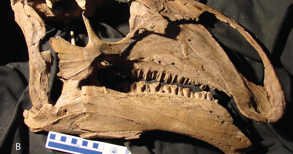 Species New to Science: [Paleontology • 2018] Choyrodon barsboldi • A ...