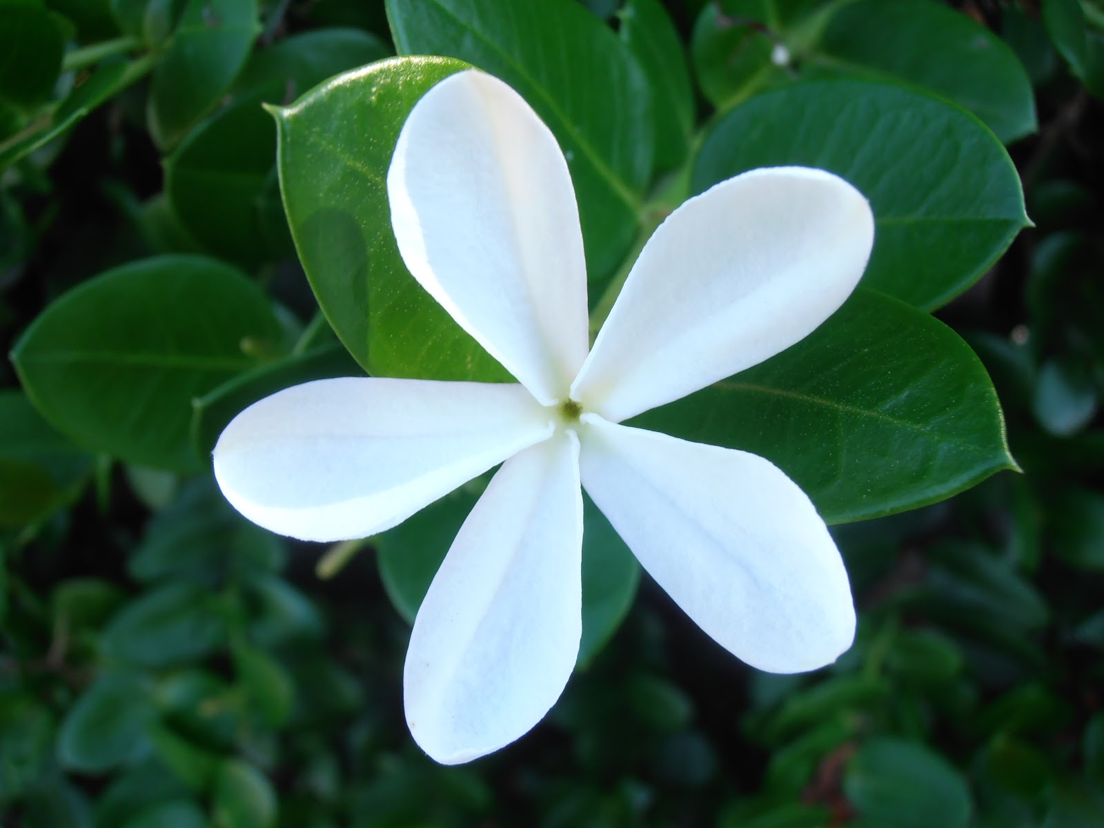 CIRUELA DE NATAL: Carissa macrocarpa | Plantas rioMoros