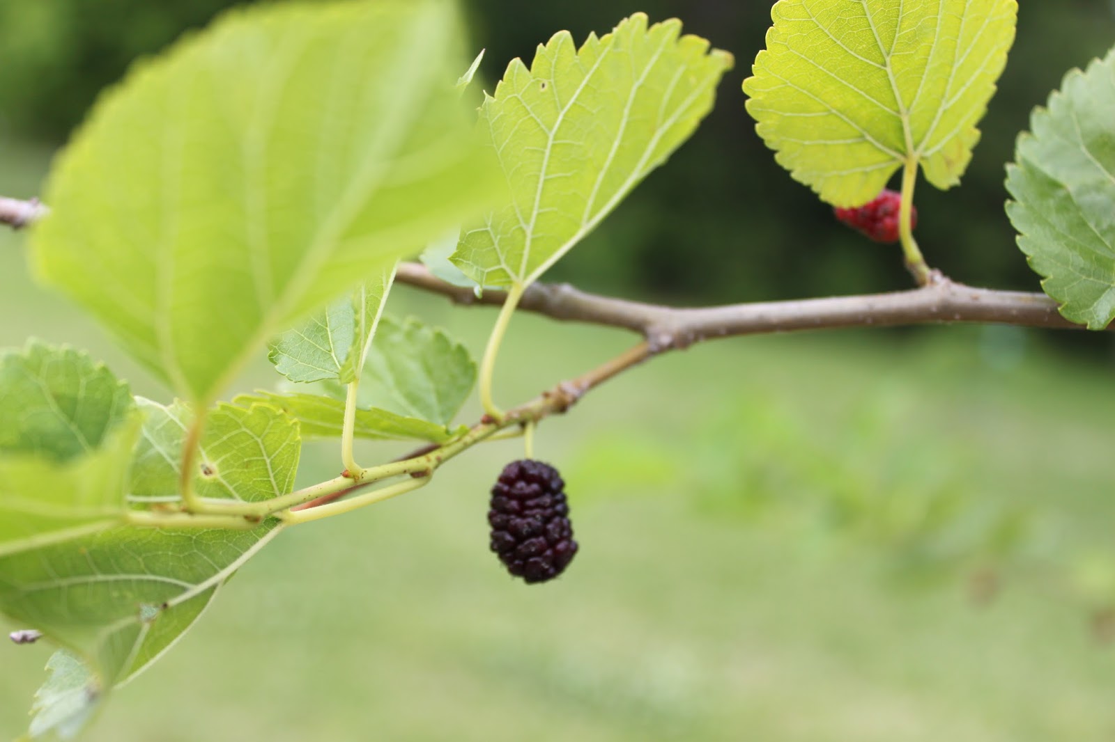 Centenary College Arboretum: Tree of the Week: Red Mulberry (Morus rubra)