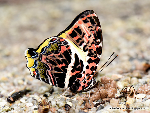 The Forested Path (and Beyond): BUTTERFLIES of RAUB: The Glorious Begum ...
