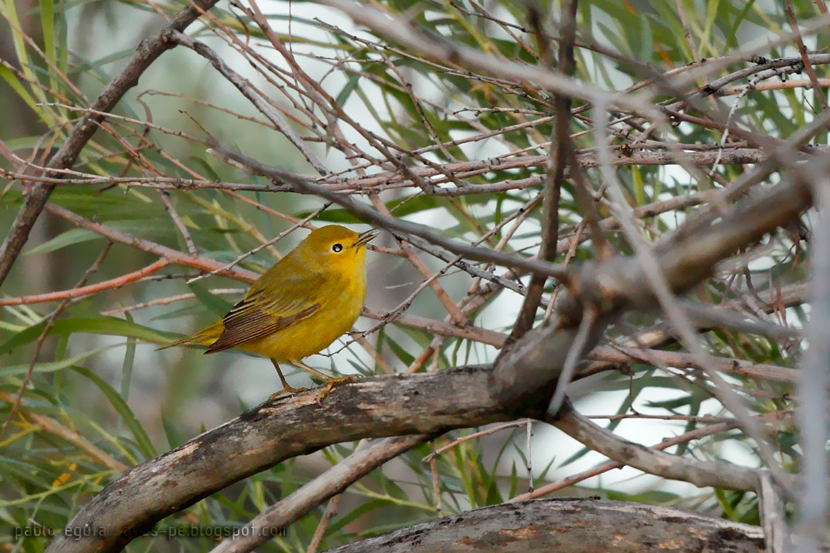mis fotos de aves: Setophaga petechia Reinita de Manglar American ...