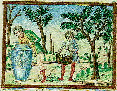 Illuminated Manuscripts – Growing & harvesting flowers, nuts, herbs ...