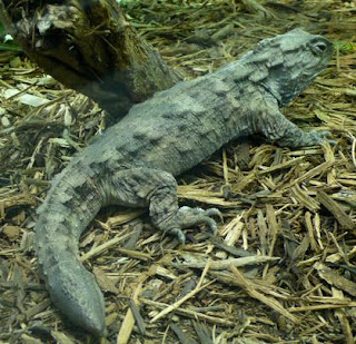 Tuatara Species | Animals In The World