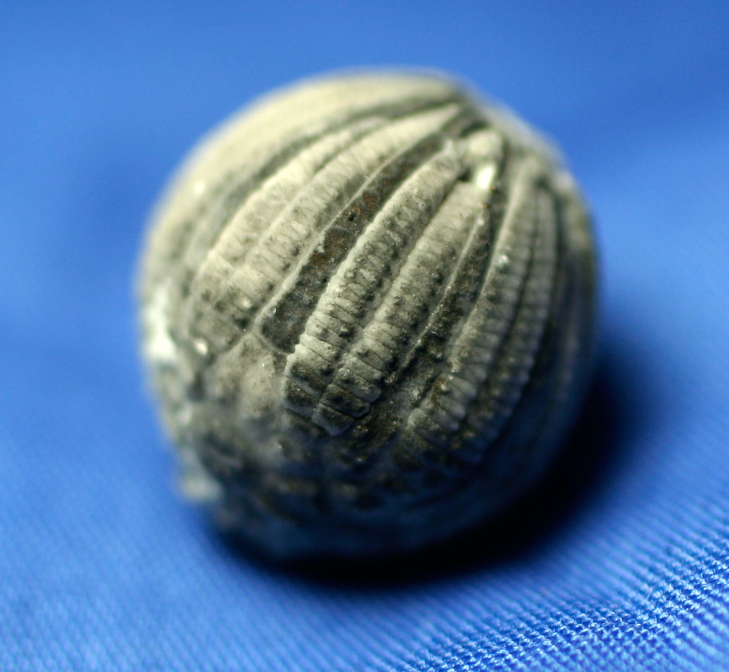 Louisville Fossils and Beyond: Eucalyptocrinus elrodi Crinoid Calyx Fossil