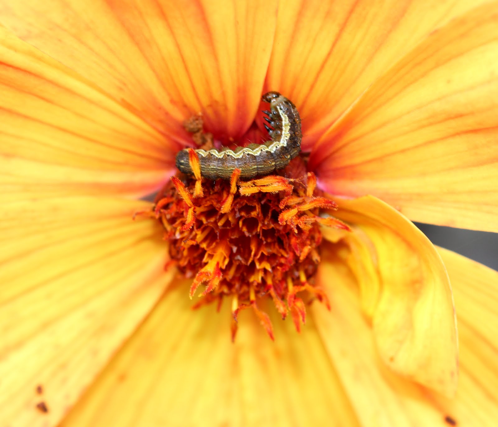 Florez Nursery: Budworms, Heliothis species