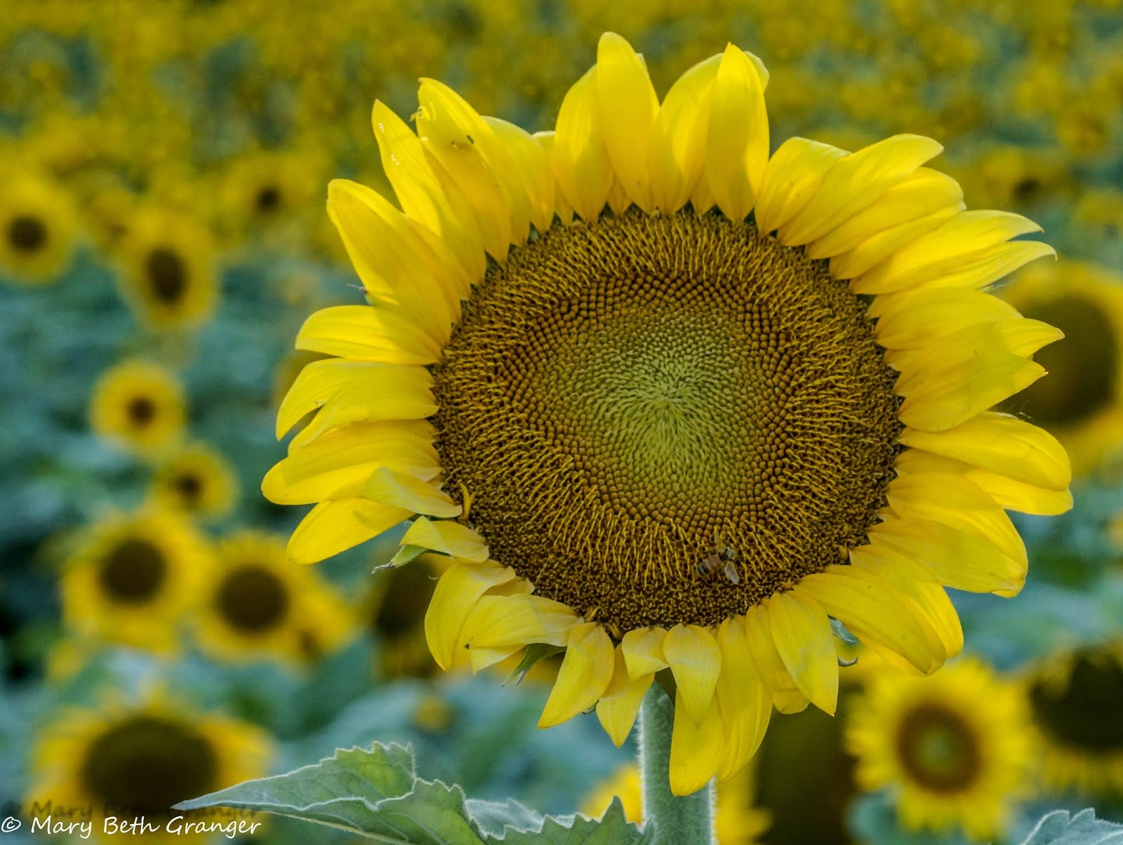 Photographing Sunflowers