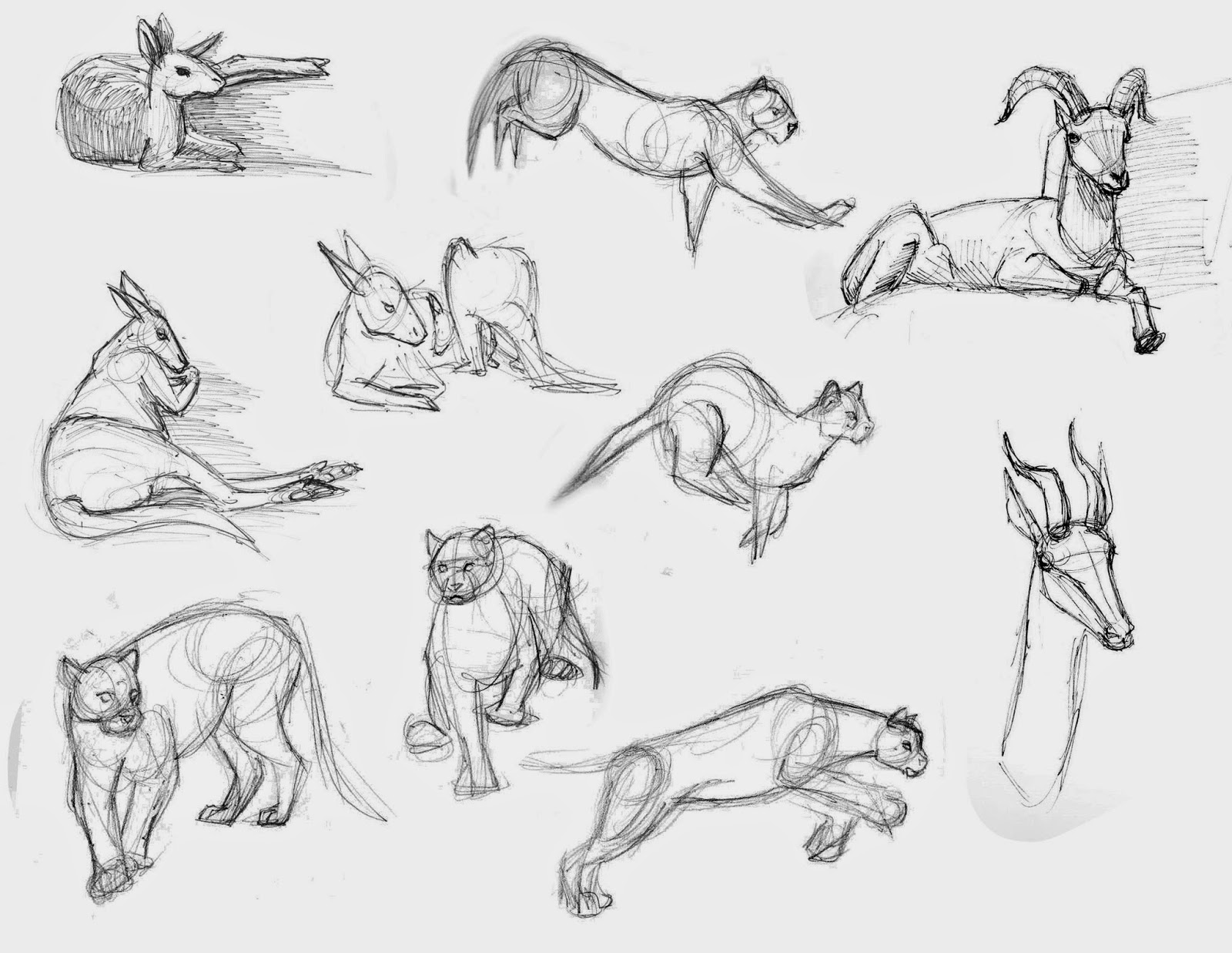 Anna Sher's Portfolio: Animal Drawing