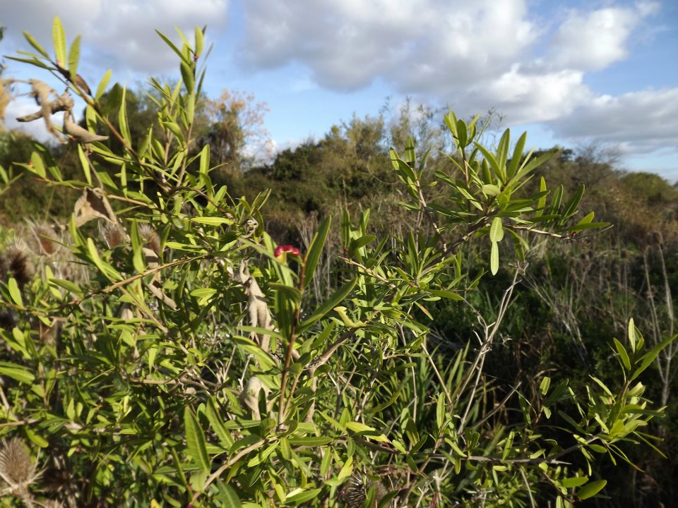 COA La Plata - Salidas: Salida Plantóloga: Camino negro - Punta Lara ...