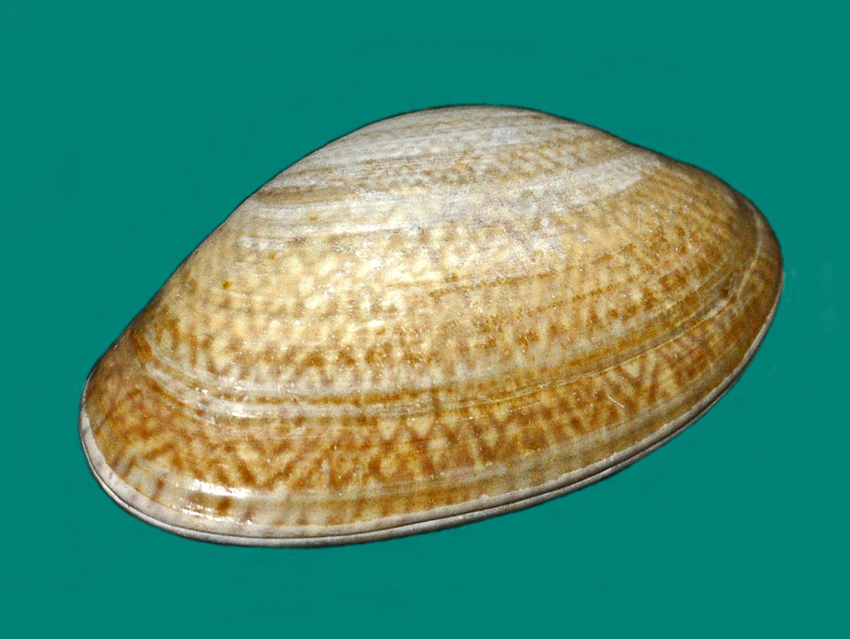 Oppdag Fisk!: Undulatvenusmusling/Undulate Venus Clam/Paphia Undulata ...