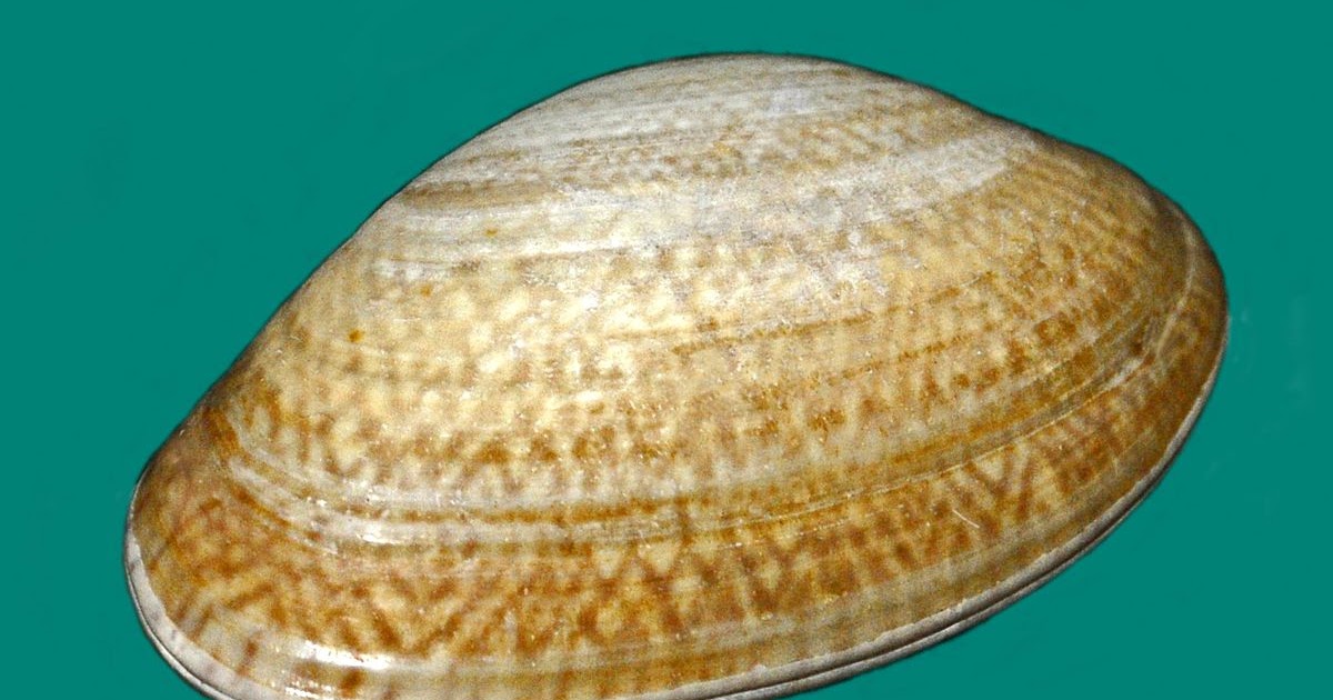 Oppdag Fisk!: Undulatvenusmusling/Undulate Venus Clam/Paphia Undulata ...