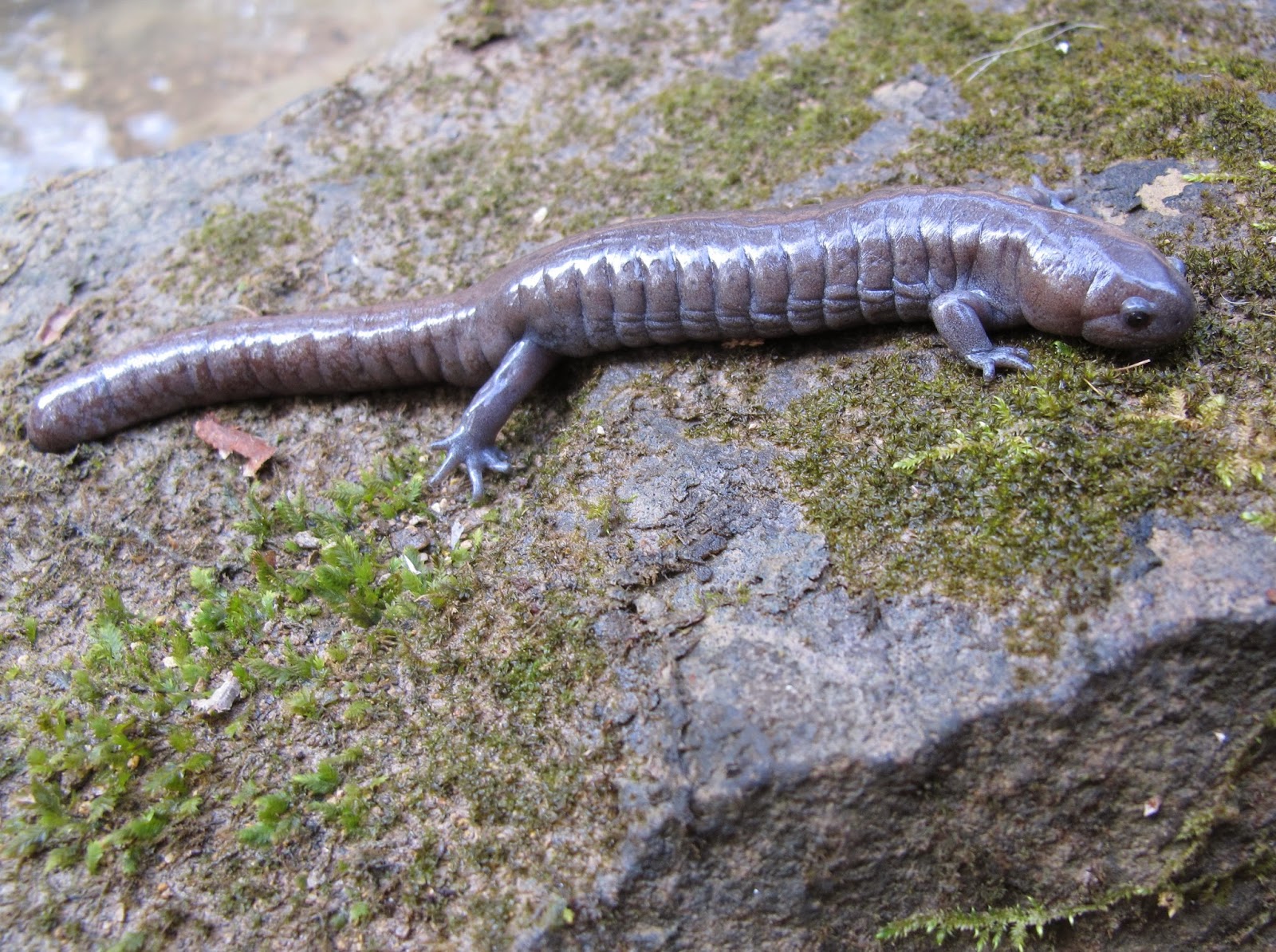 Costal Groove Salamander