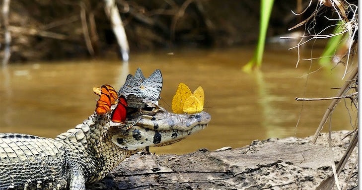 Once-In-A-Lifetime Photo Captures a Caiman Wearing a Crown of ...