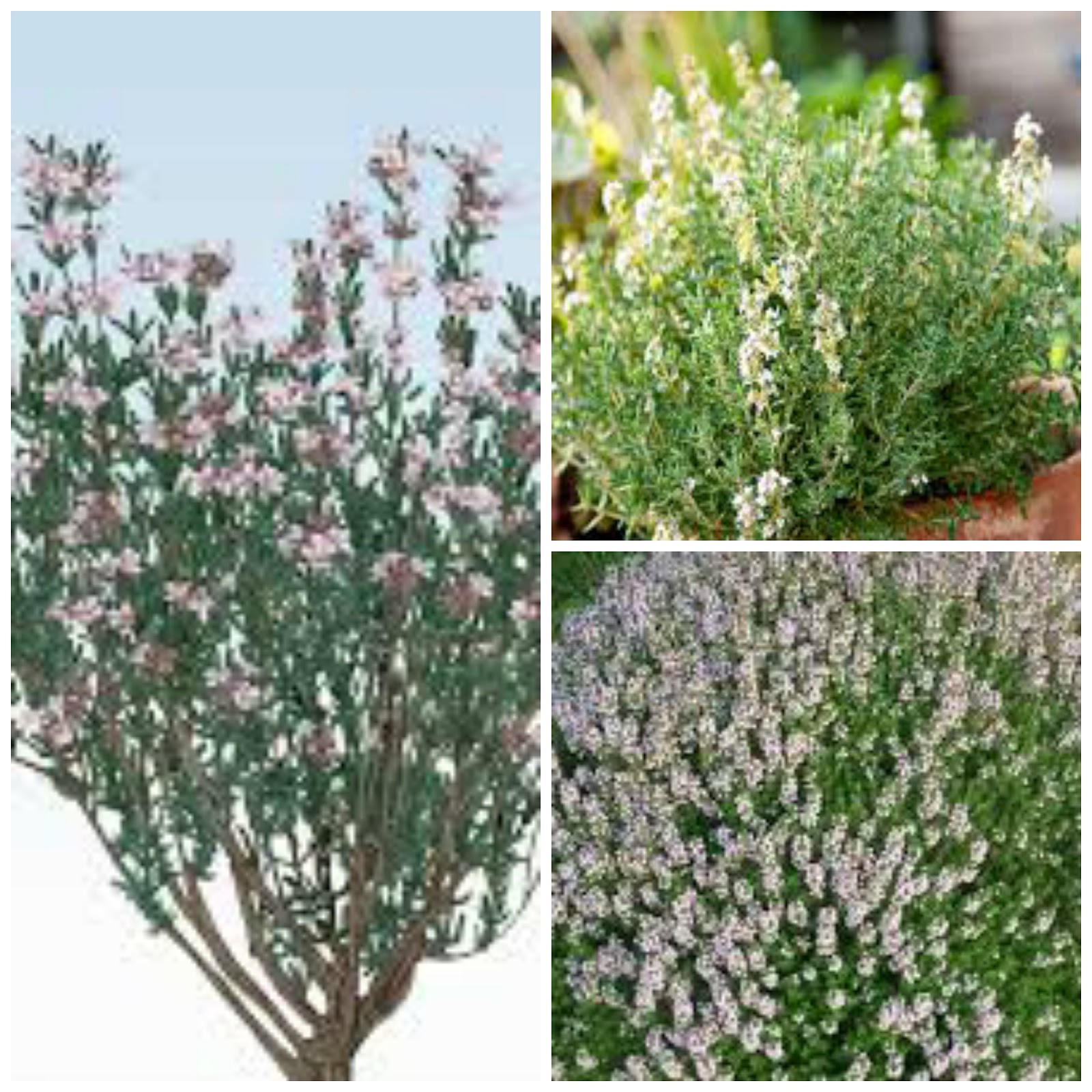 PLANTAS MEDICINALES : Tomillo