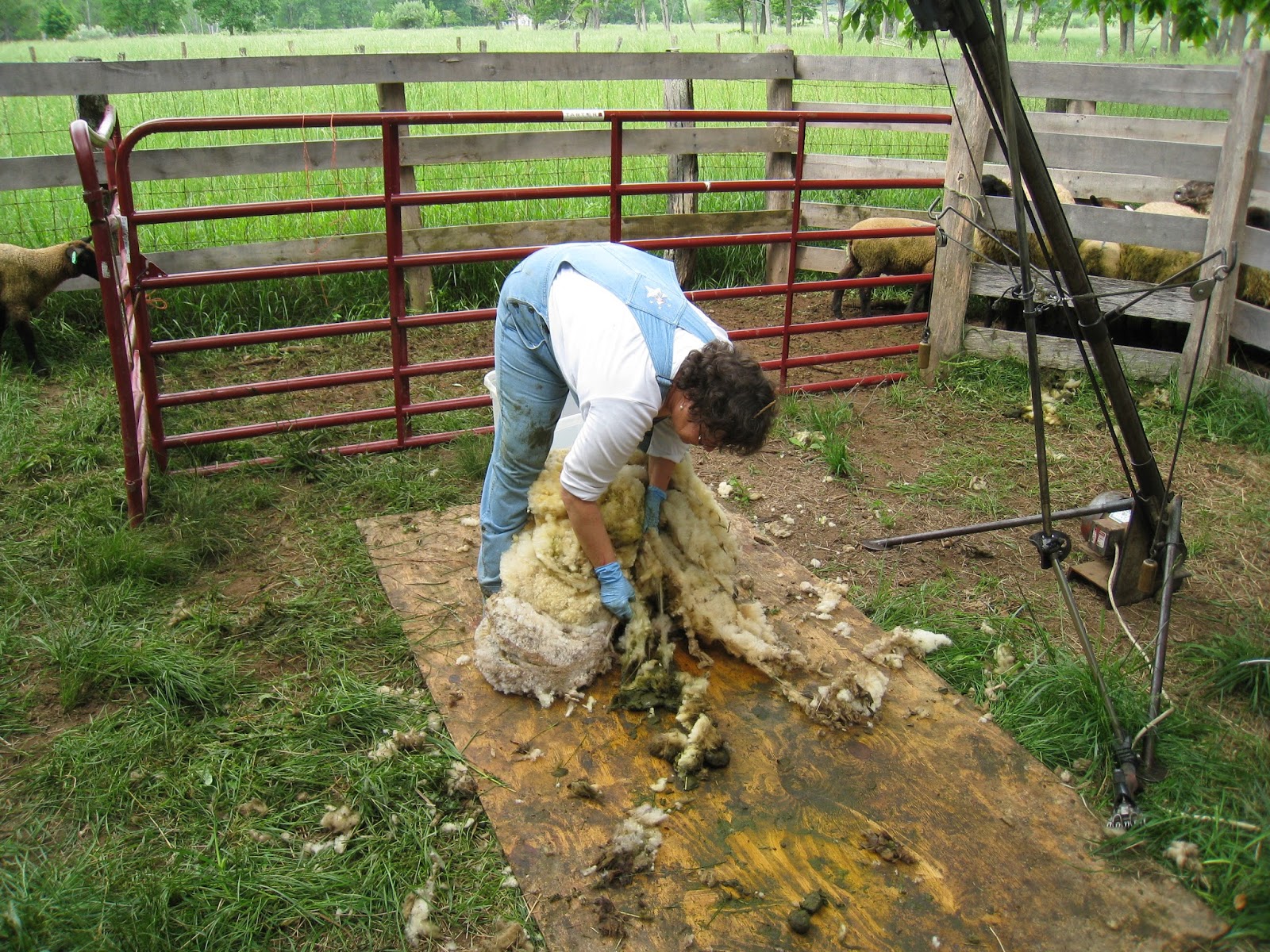 singing farmwife: Dingleberry Duty