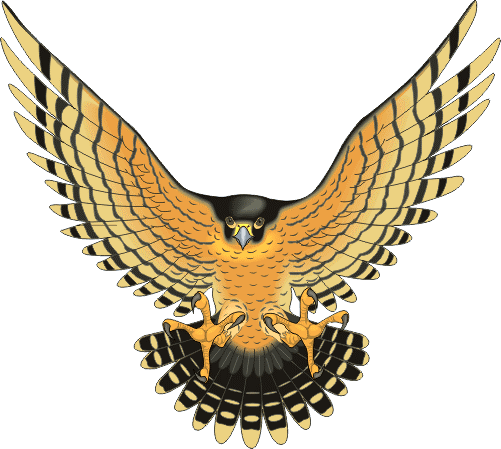 Dibujos de halcones - Imagui