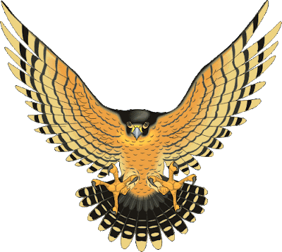 Dibujo halcon - Imagui