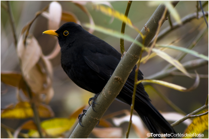 Naturaleza y Etnografía: Mirlo común (Turdus merula)