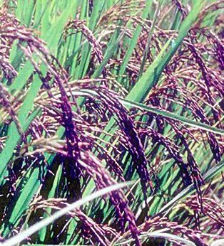 Budidaya Padi Merah - BUDIDAYAKU