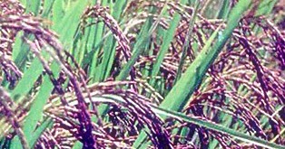 Budidaya Padi Merah - BUDIDAYAKU