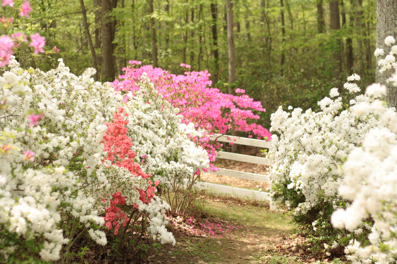 Summa Tiltonica: Azalea Gardens