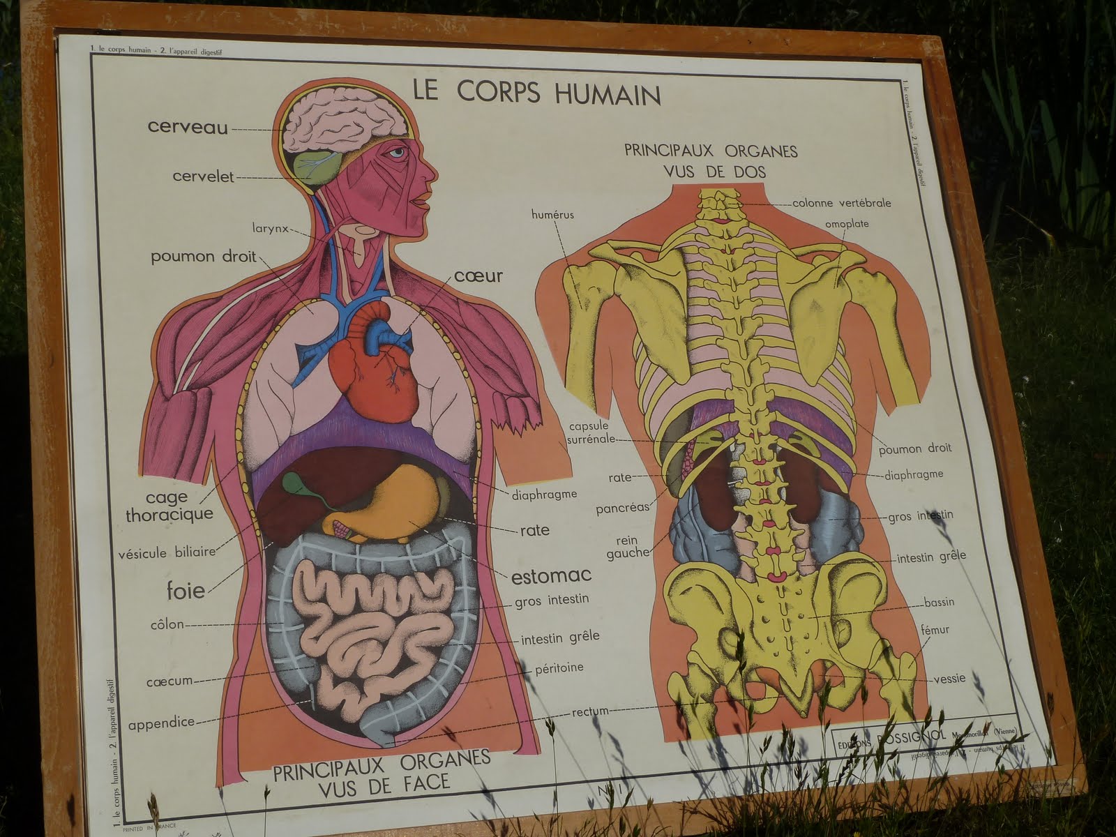 Vintage French Posters Botany Animals Anatomy, old World Maps from ...