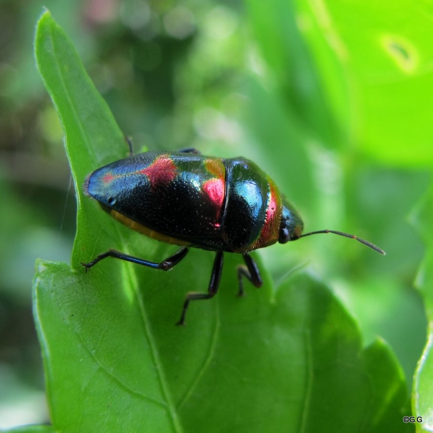 Nature Wonders Gershonized: Papua New Guinea collection of insects 9_2011