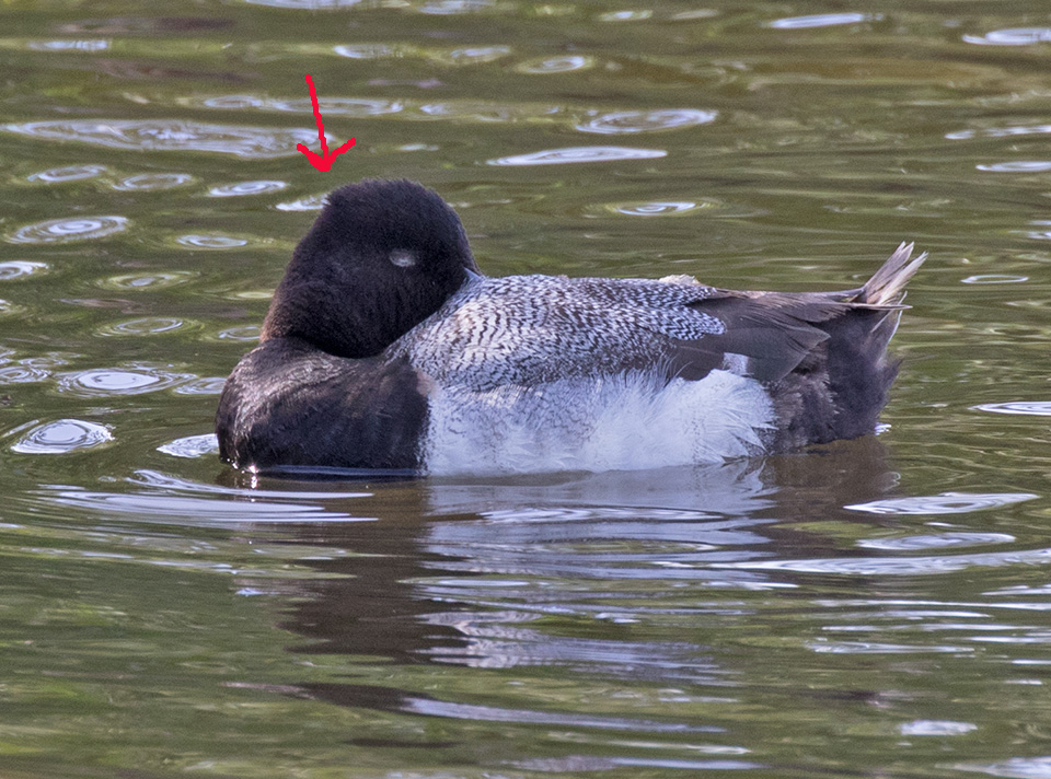 STOKES BIRDING BLOG: Lesser Scaup Identification