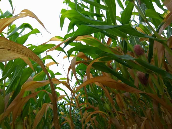 Daun Jagung Menguning, Inilah Sebab dan Cara Mengatasinya - Guru Ilmuan