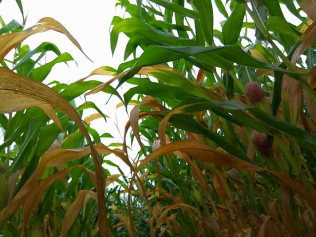Daun Jagung Menguning, Inilah Sebab dan Cara Mengatasinya - Guru Ilmuan