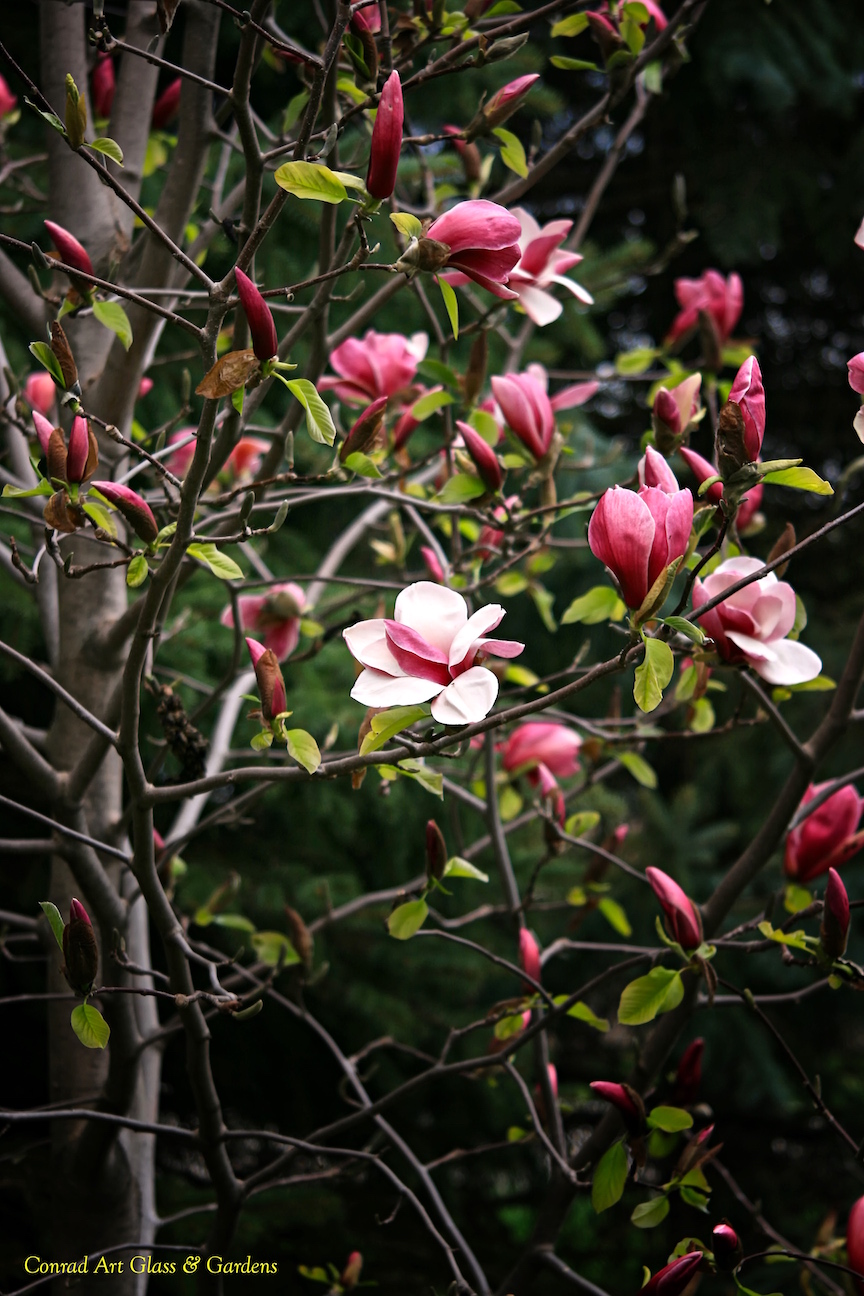 Conrad Art Glass & Gardens: Magnolias page update Part lI: 2016 update