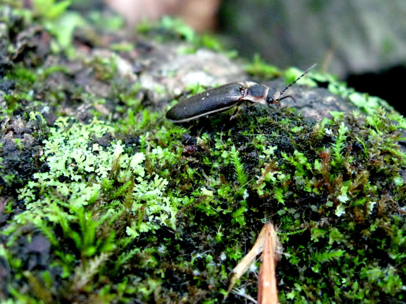 Firefly Mimics - A Crafty Click Beetle