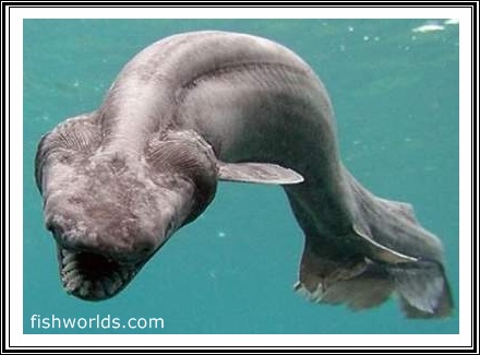 10 ancient fish that are still alive | FISH WORLDs.com