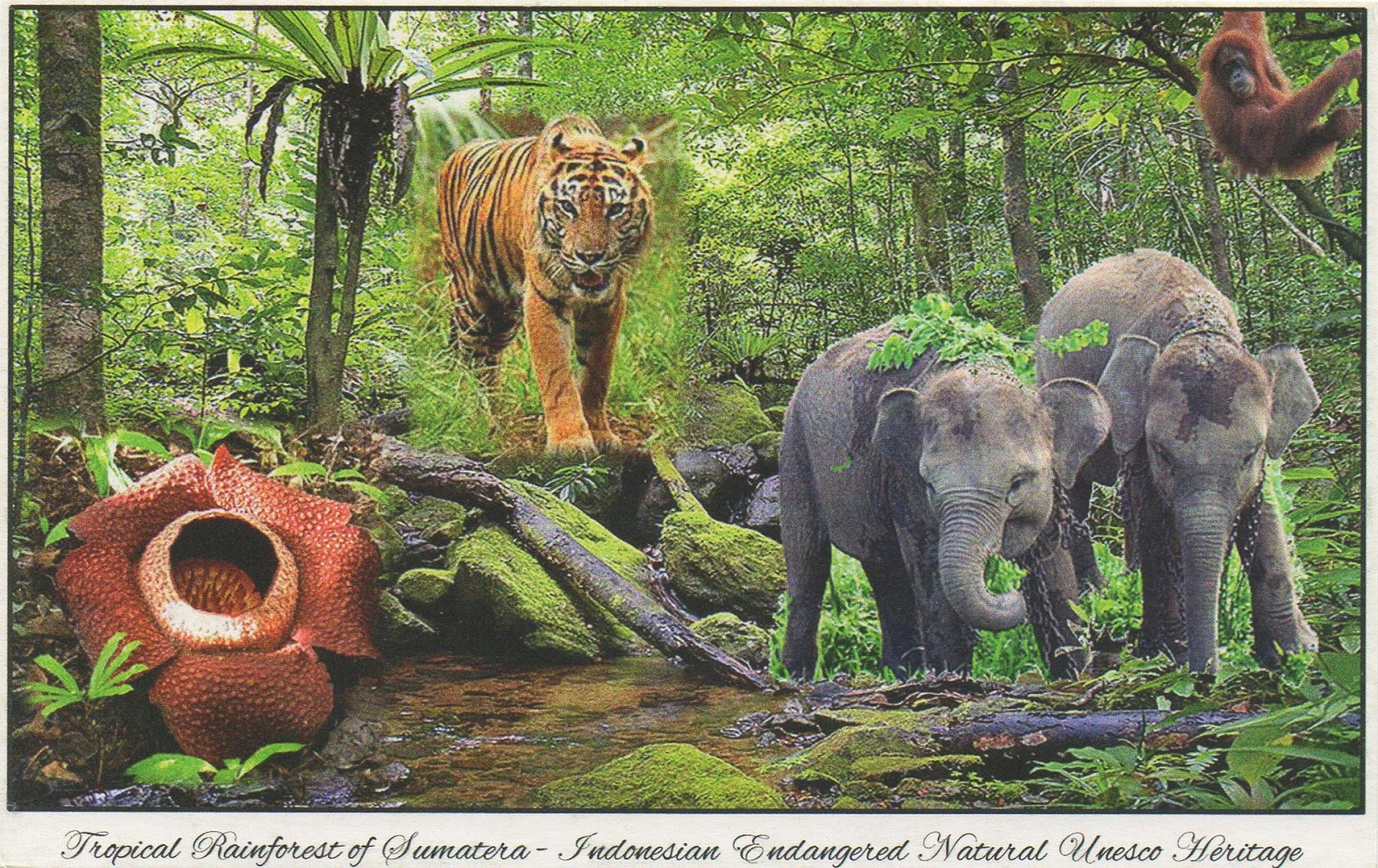 UNESCO postcards collection by dannyozzy: Tropical Rainforest Heritage ...