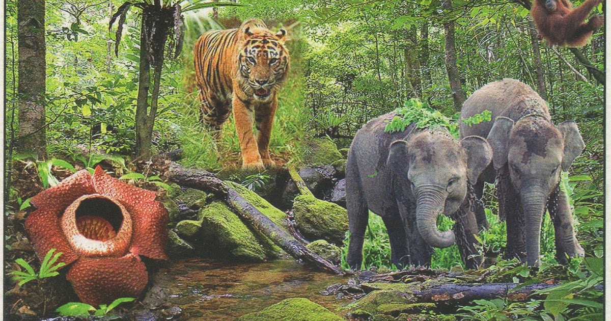 UNESCO postcards collection by dannyozzy: Tropical Rainforest Heritage ...