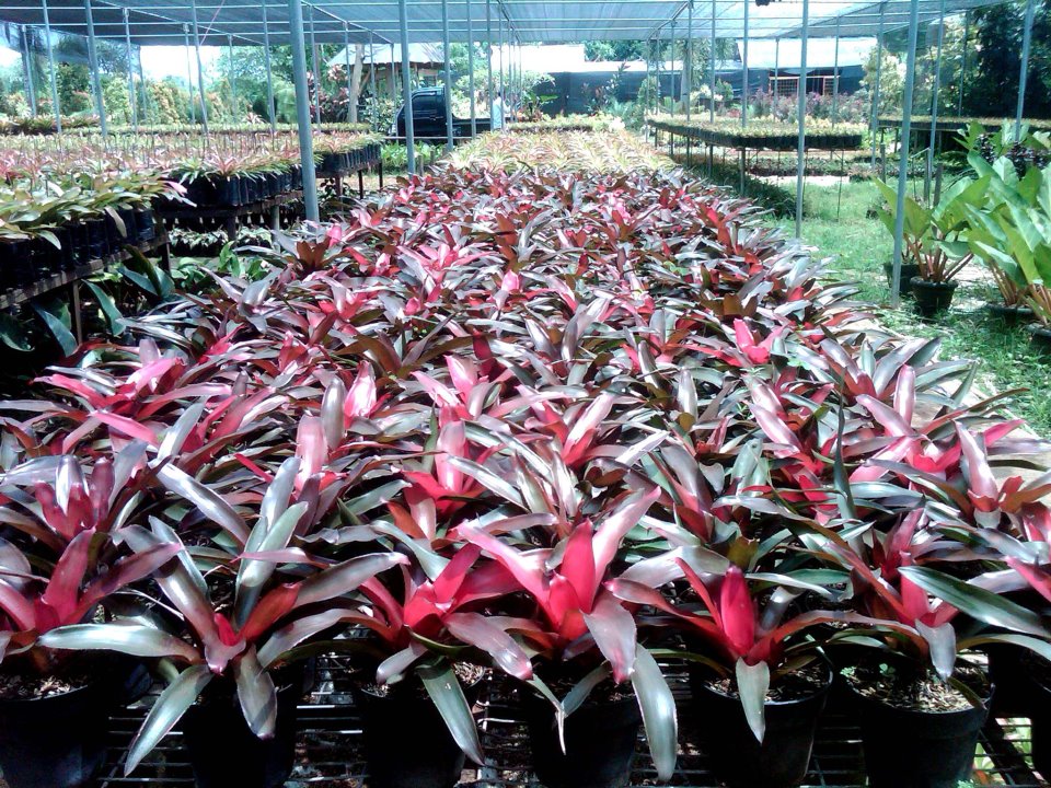 Berbagi Dari Balik Hijab: TAMAN BUNGA BROMELIA